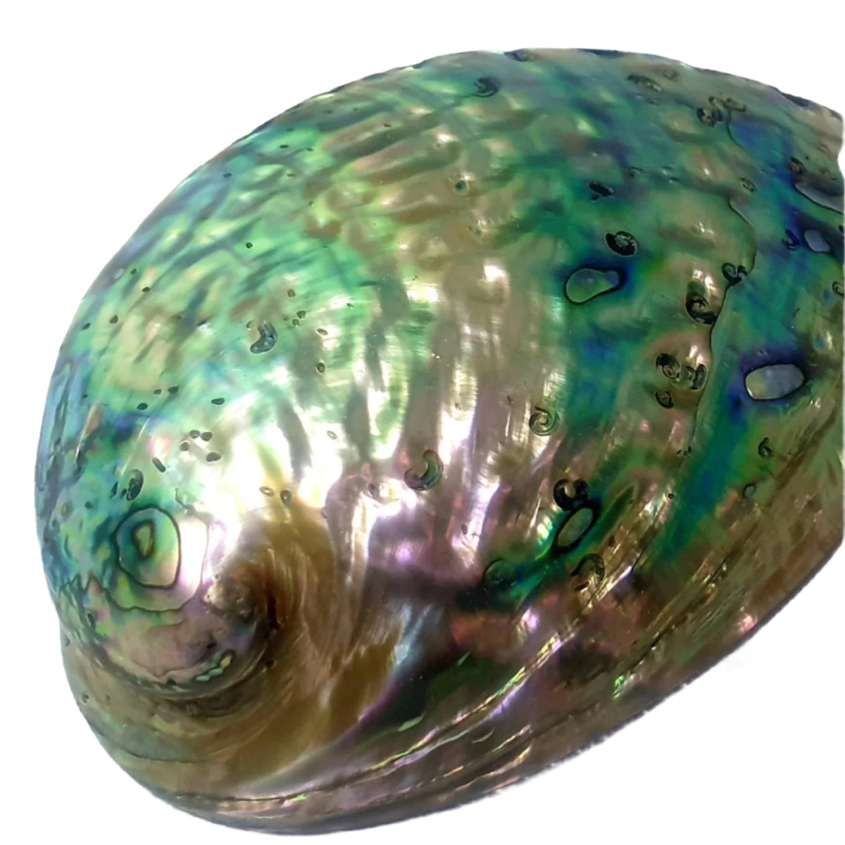 BEVERLY MILLER - Bright Abalone Shell – Crystal Addictions